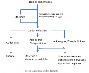 Tout savoir sur les lipides • Le Quotidien du Patient